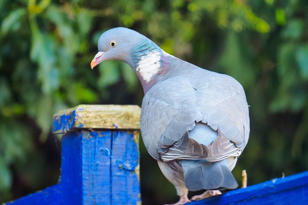Pigeon Bird Wildlife - Free photo on Pixabay - Pixabay
