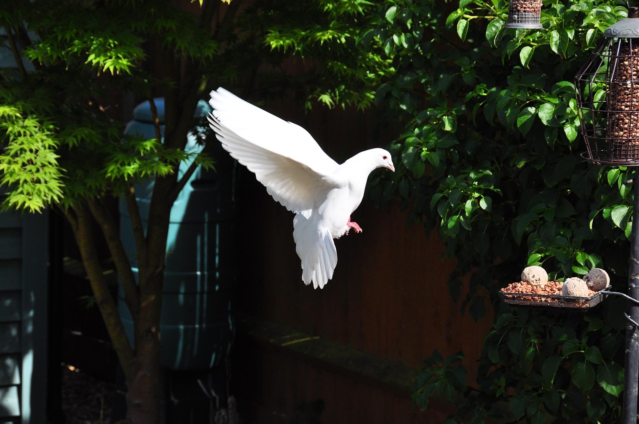 Colombe Dans - Photo gratuite sur Pixabay - Pixabay