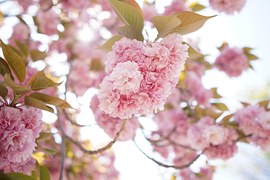 Flower Spring Cherry Blossoms - Free photo on Pixabay