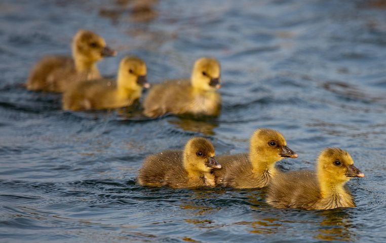 100+ Free Baby Geese & Geese Images
