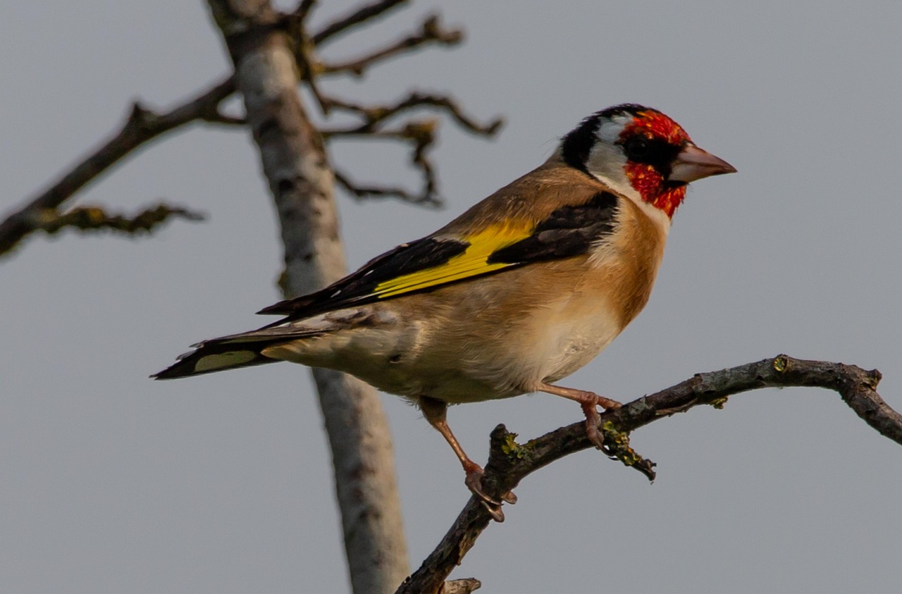 Steglits Fink Fågel - Gratis foto på Pixabay - Pixabay
