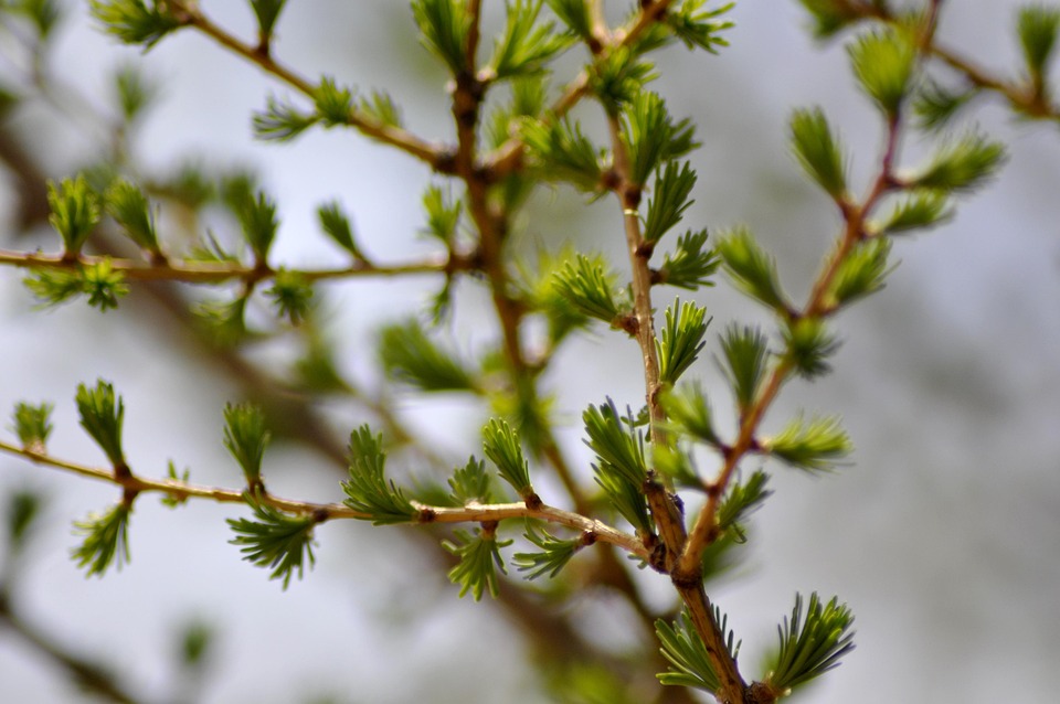 Mélèze Arbre Direction Générale De - Photo gratuite sur Pixabay - Pixabay