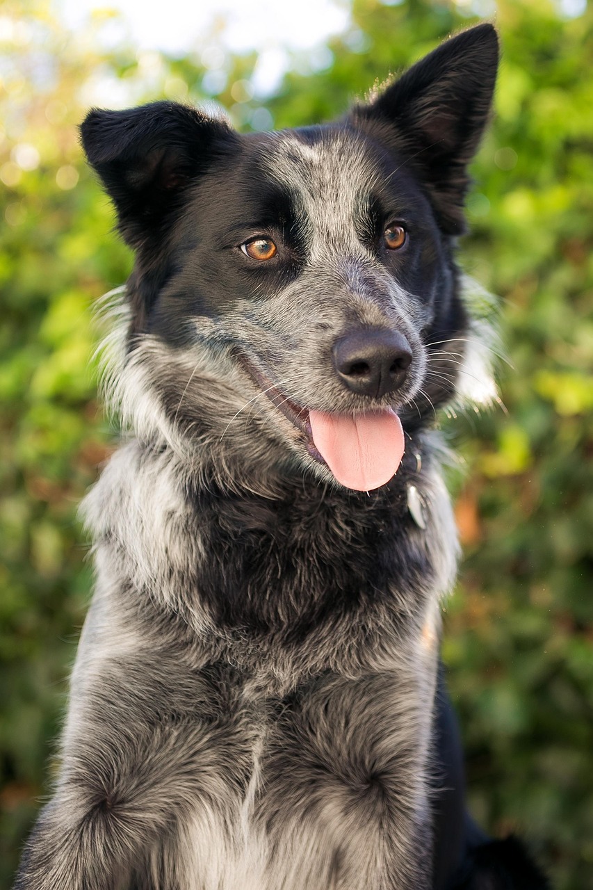 Perro Mascota Animal - Foto gratis en Pixabay - Pixabay