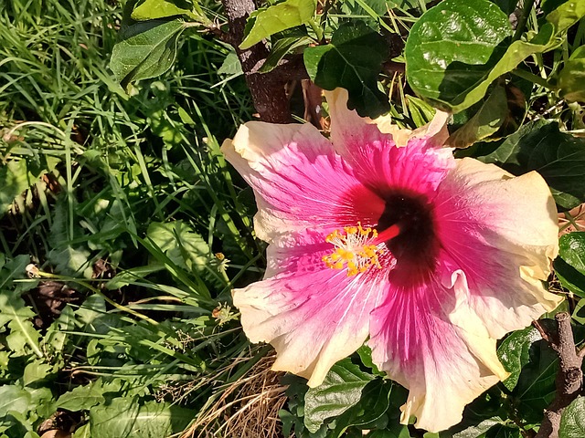 Flor Bela Natureza - Foto gratuita no Pixabay - Pixabay