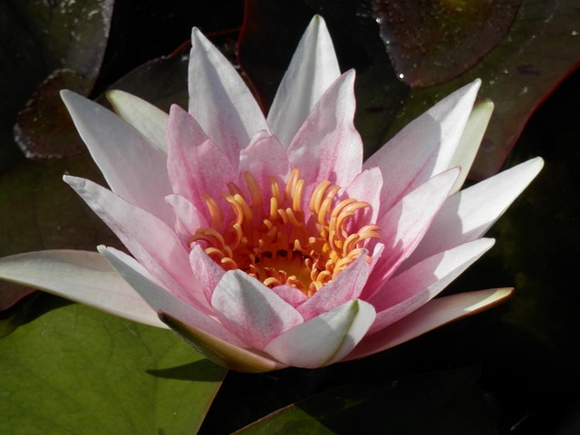 Flor Flores Belleza - Foto gratis en Pixabay