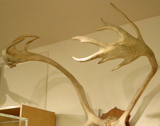 Antlers Deer Reaching - Free photo on Pixabay - Pixabay
