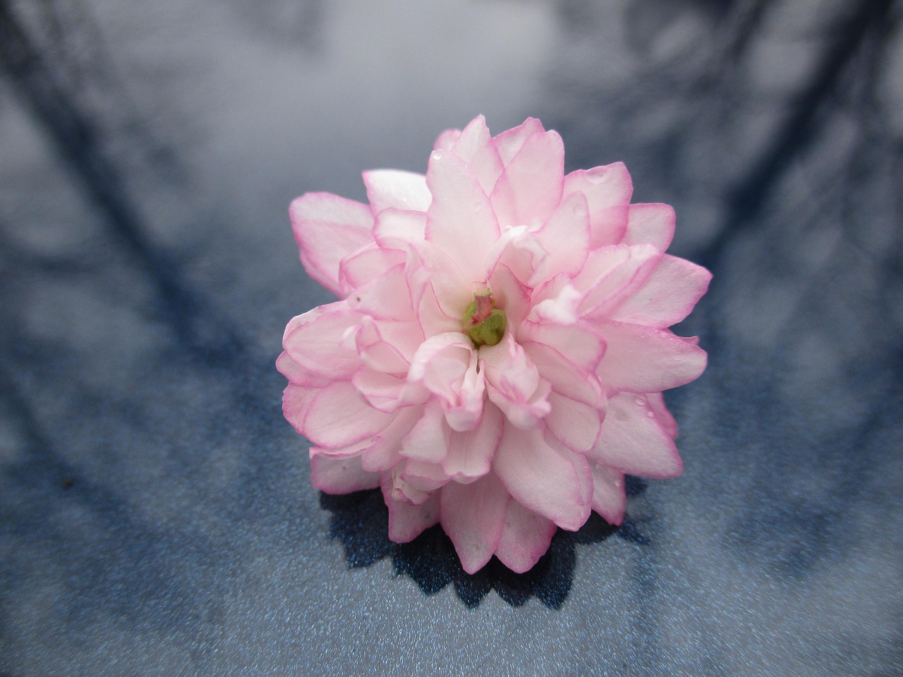 Amandier Fleurs D'Amandiers Fleur - Photo gratuite sur Pixabay - Pixabay