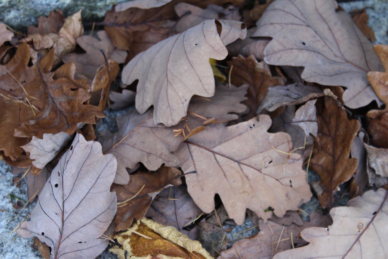 Autumn Leaves Mood Nature - Free photo on Pixabay - Pixabay
