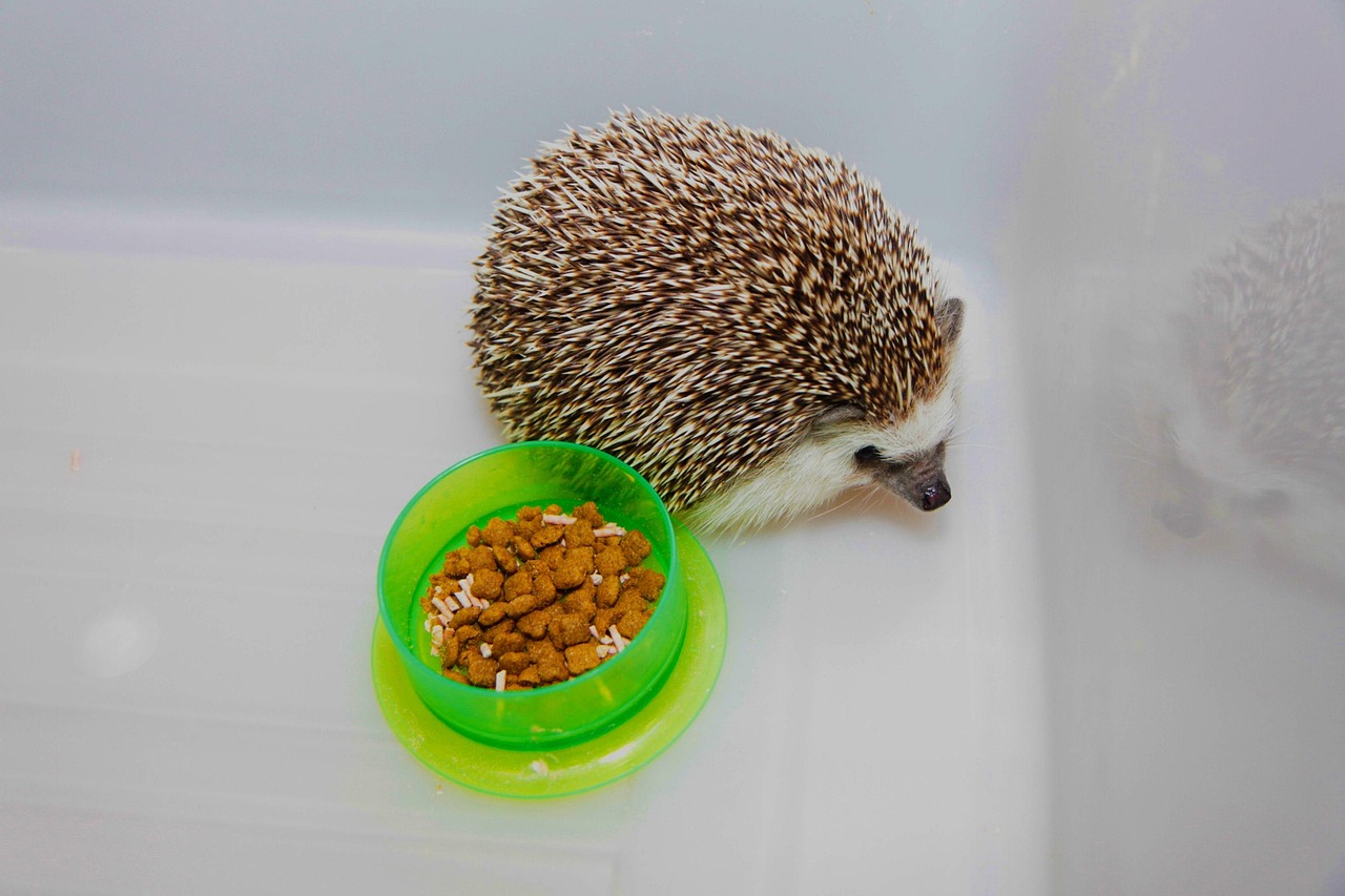 Ouriço Bonito De Pequenos Animais - Foto gratuita no Pixabay - Pixabay
