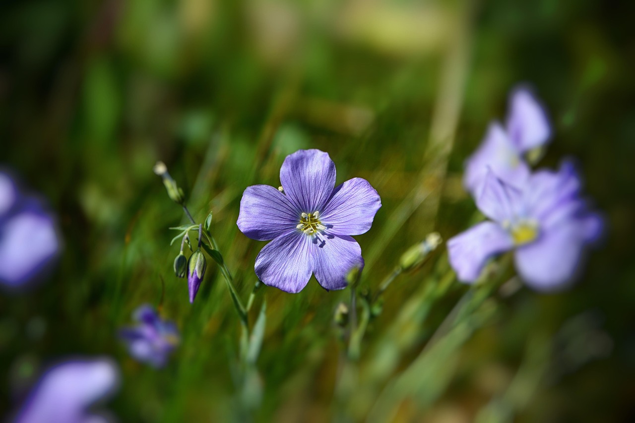 Nature Flowers Close Up Detail - Free photo on Pixabay - Pixabay