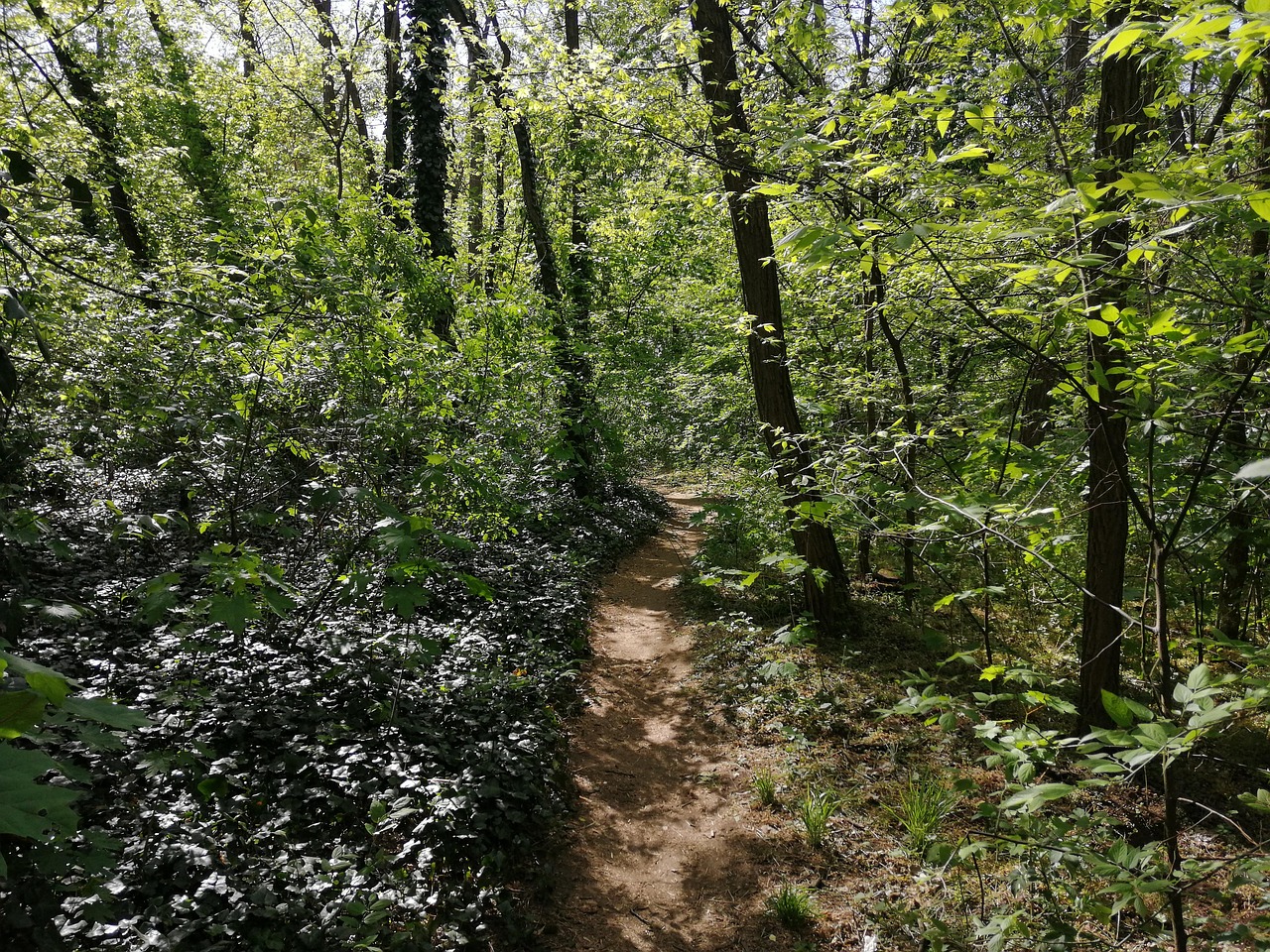 Camino Bosque Naturaleza Estado De - Foto gratis en Pixabay - Pixabay Camino Bosque Naturaleza Estado De - Foto gratis en Pixabay - Pixabay