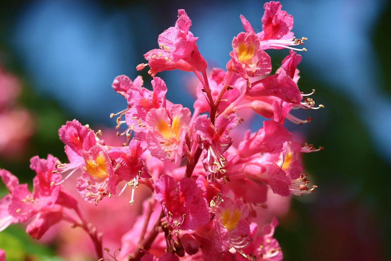 Red-Flowering Horse Chestnut Sweet - Free photo on Pixabay