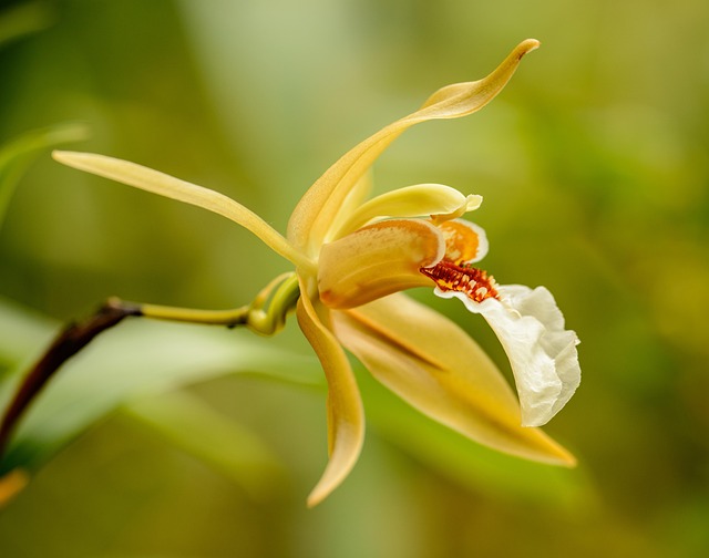 Orchidée Floraison Jaune - Photo gratuite sur Pixabay - Pixabay