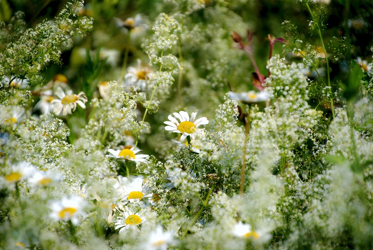 Chamomile Flower Wildflowers - Free photo on Pixabay - Pixabay
