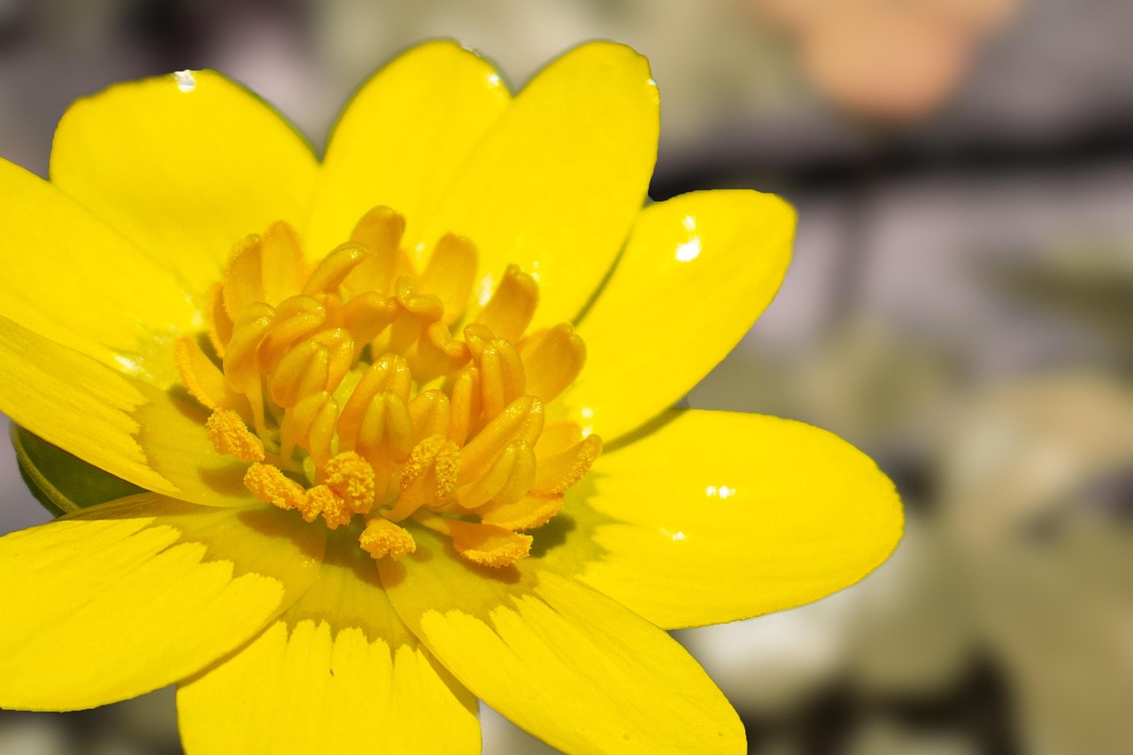 Flower Yellow Blossom - Free photo on Pixabay
