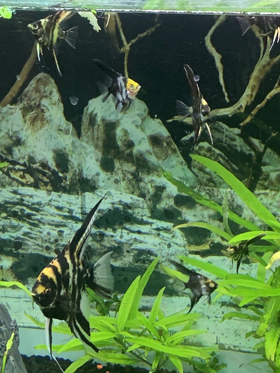 Angelfish Freshwater - Free photo on Pixabay