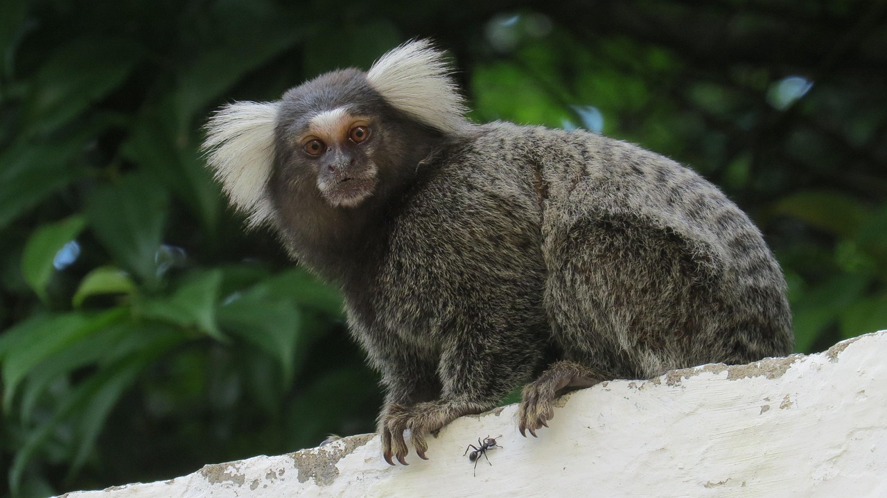 Animal Floresta Selva - Foto gratuita no Pixabay - Pixabay