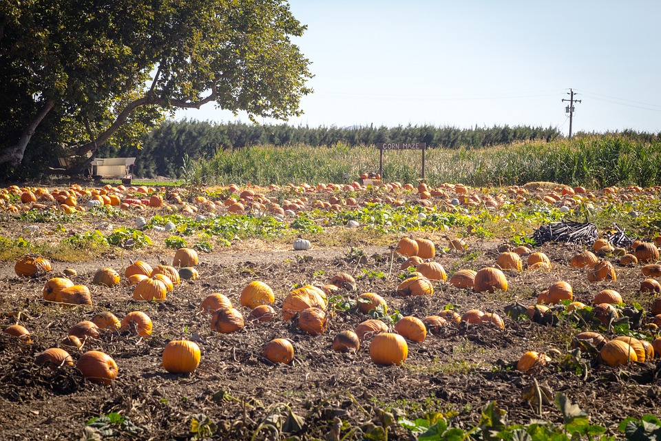 Mid-Autumn Festival Pumpkin Patch - Free photo on Pixabay - Pixabay