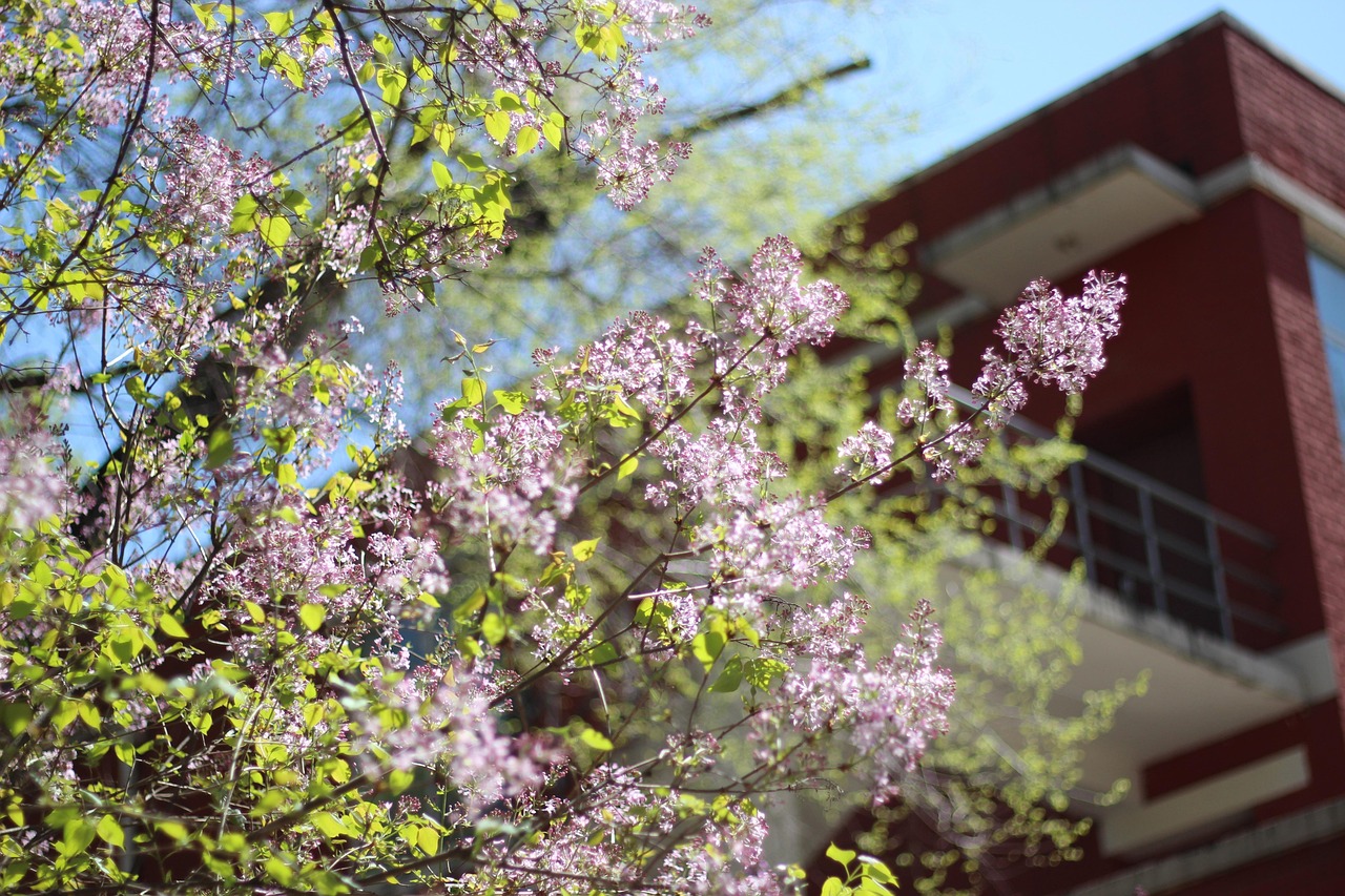 Clove Spring Flower - Free photo on Pixabay - Pixabay