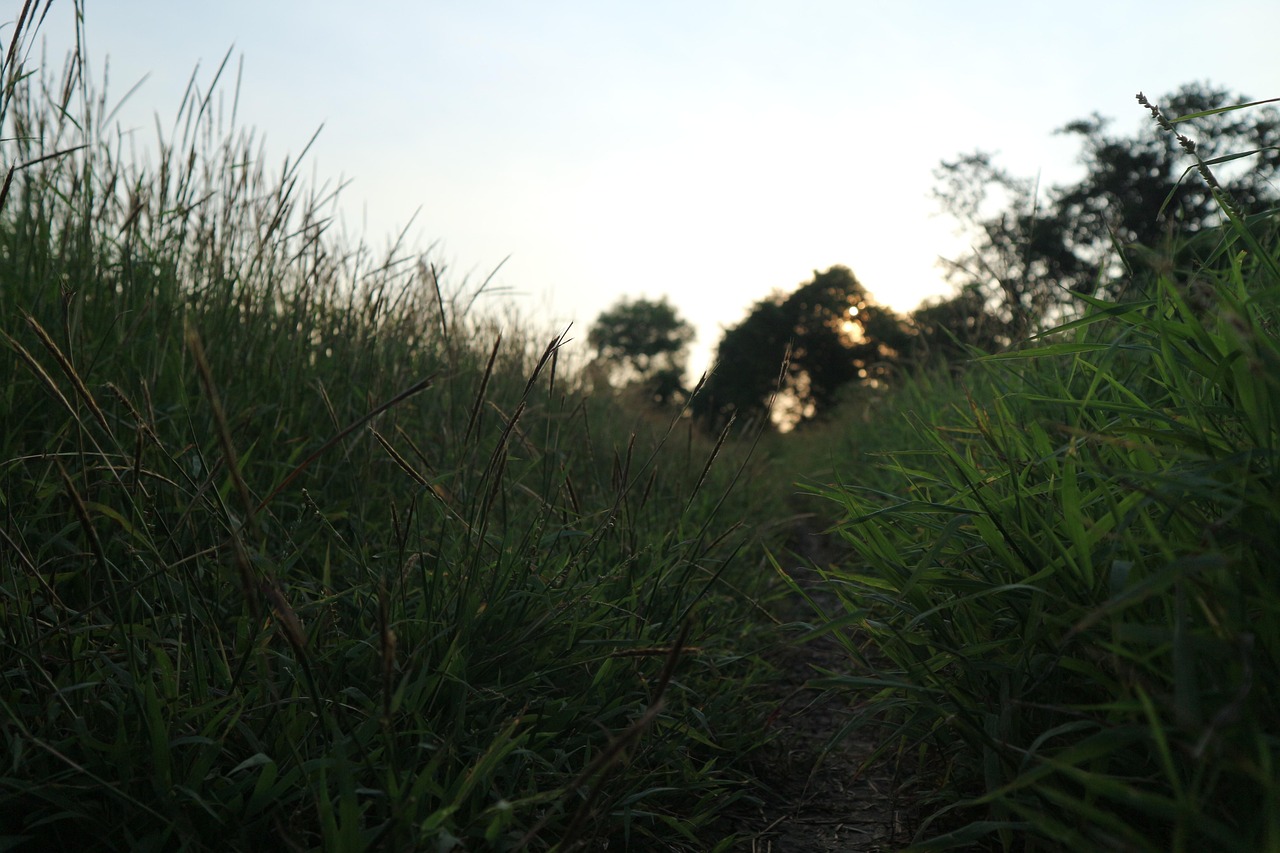 Landscape Grass Nature - Free photo on Pixabay - Pixabay