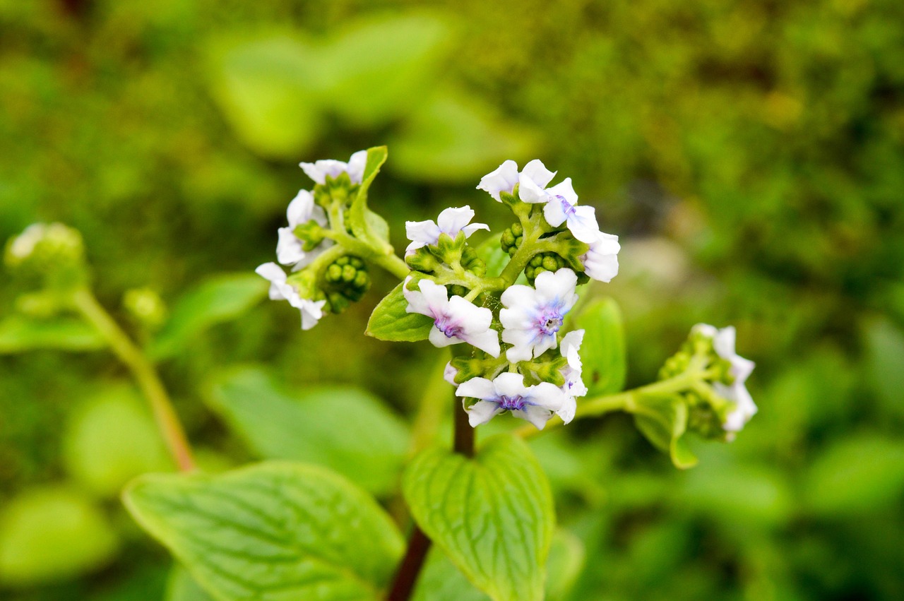 20+ Free Unknown Flower & Unknown Images - Pixabay