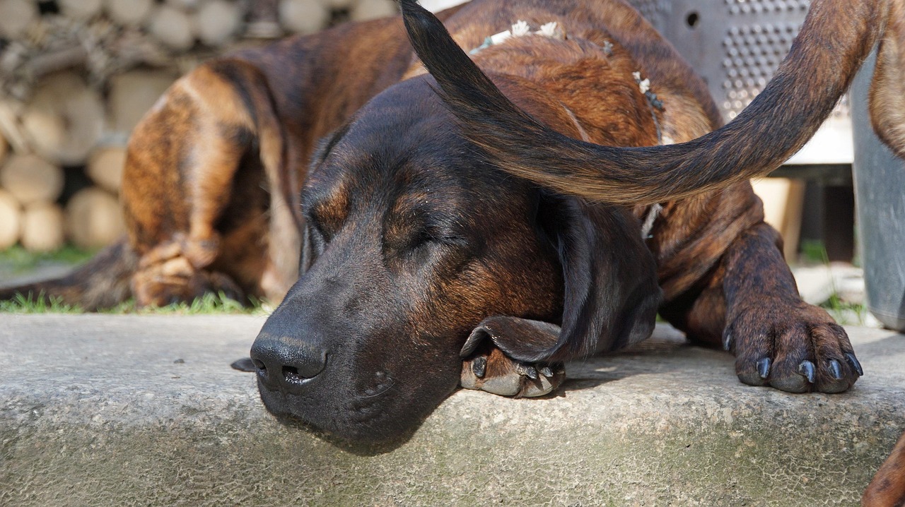 Hanoverian Bloodhound Dogs Breed - Free photo on Pixabay