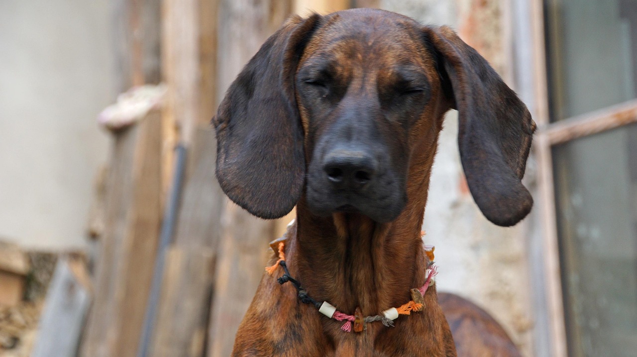 Hanoverian Bloodhound Anjing - Foto gratis di Pixabay - Pixabay