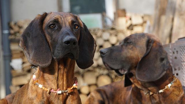 Hanoverian Scenthound Dogs Breed - Free photo on Pixabay - Pixabay