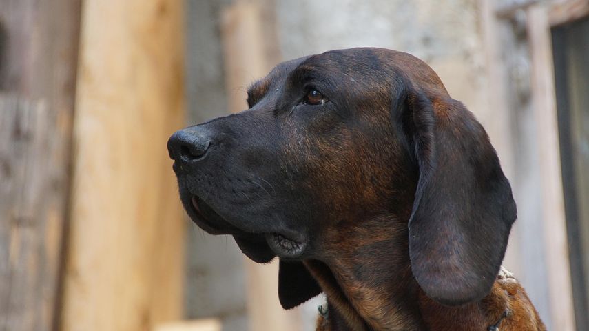 70+ Free Bloodhound & Bird Images - Pixabay