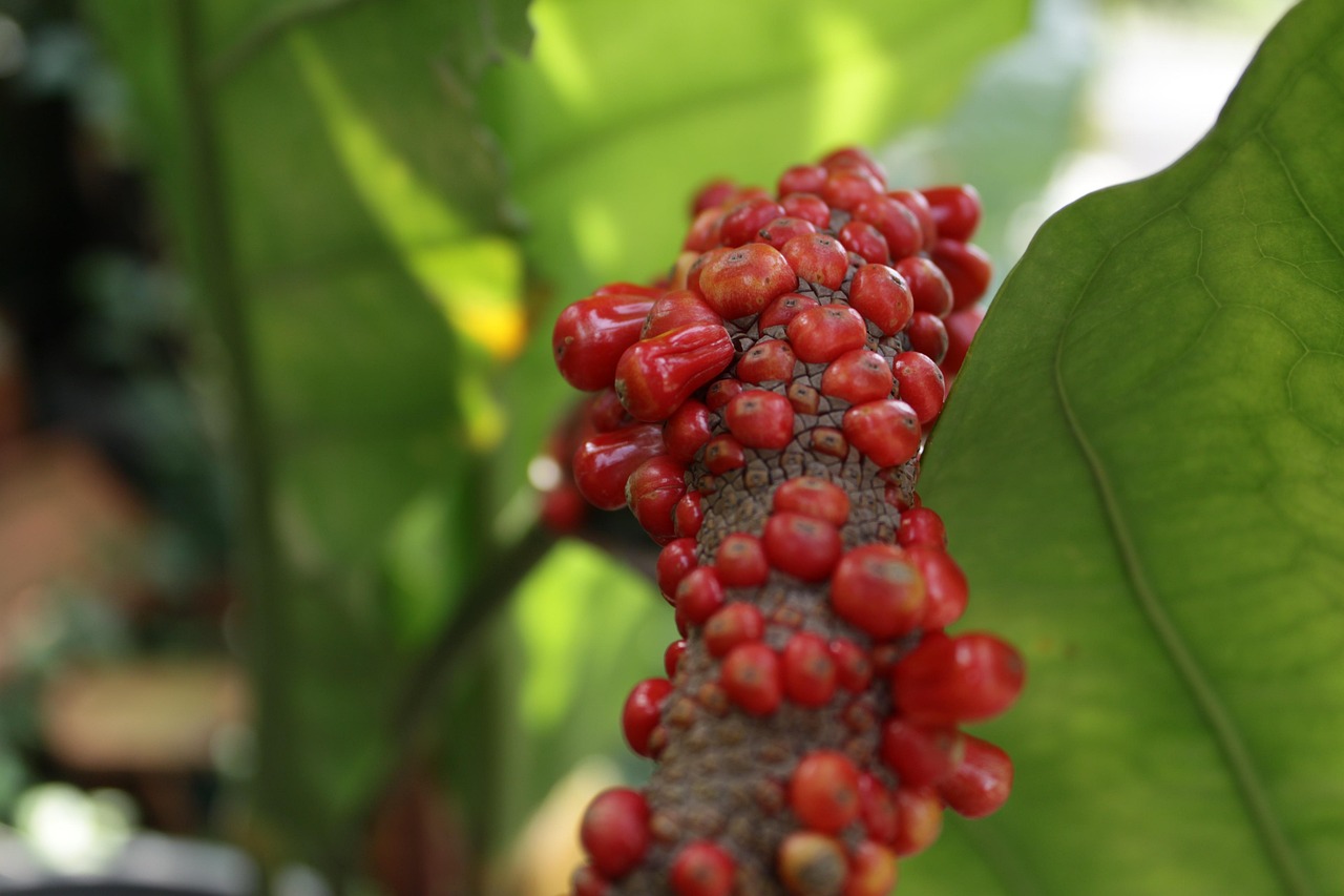 300.000+ Gambar Plant Gif & Alam Gratis - Pixabay