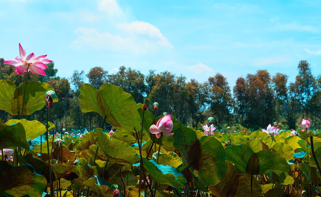 Lotus Flora Natural Lake - Free photo on Pixabay