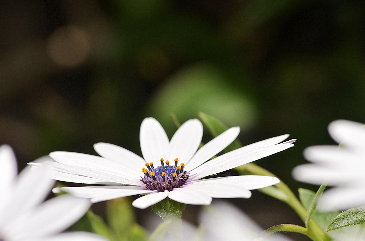 Marguerite Flower Spring - Free photo on Pixabay