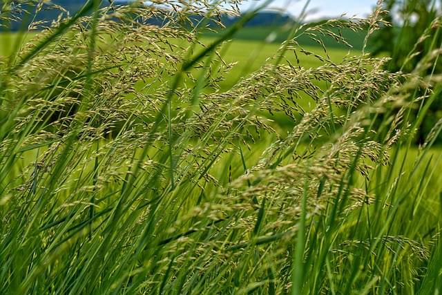 Gras Wiese Natur - Kostenloses Foto auf Pixabay - Pixabay