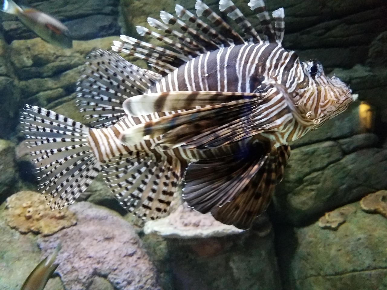 Aquarium Lion Tiger Fish - Free photo on Pixabay - Pixabay
