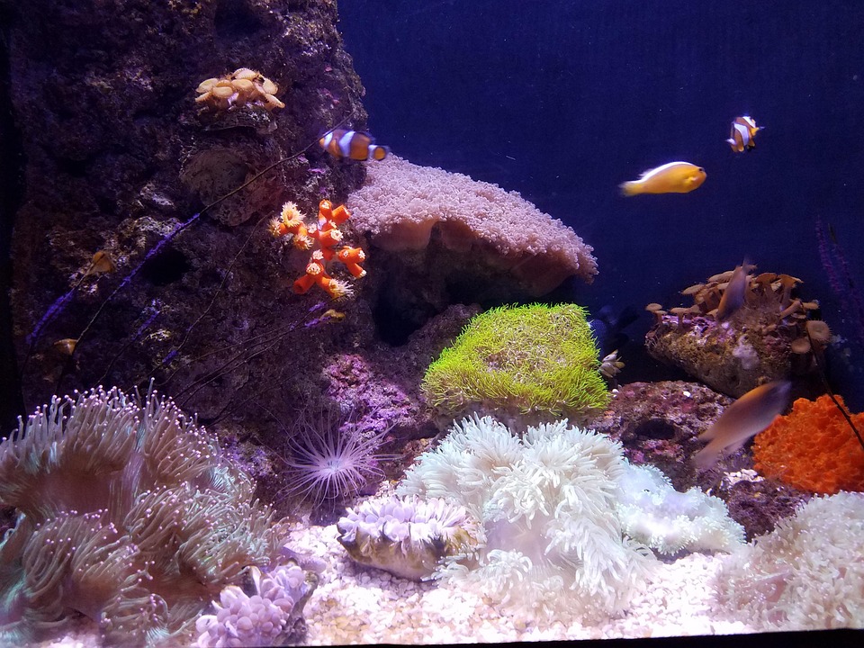 Aquarium Marine - Kostenloses Foto auf Pixabay - Pixabay