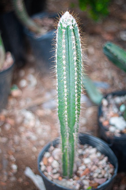 Natureza Planta Plantas - Foto gratuita no Pixabay - Pixabay
