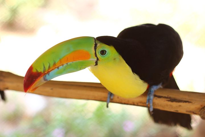 Más de 300 imágenes gratis de Tucan y Tucán - Pixabay