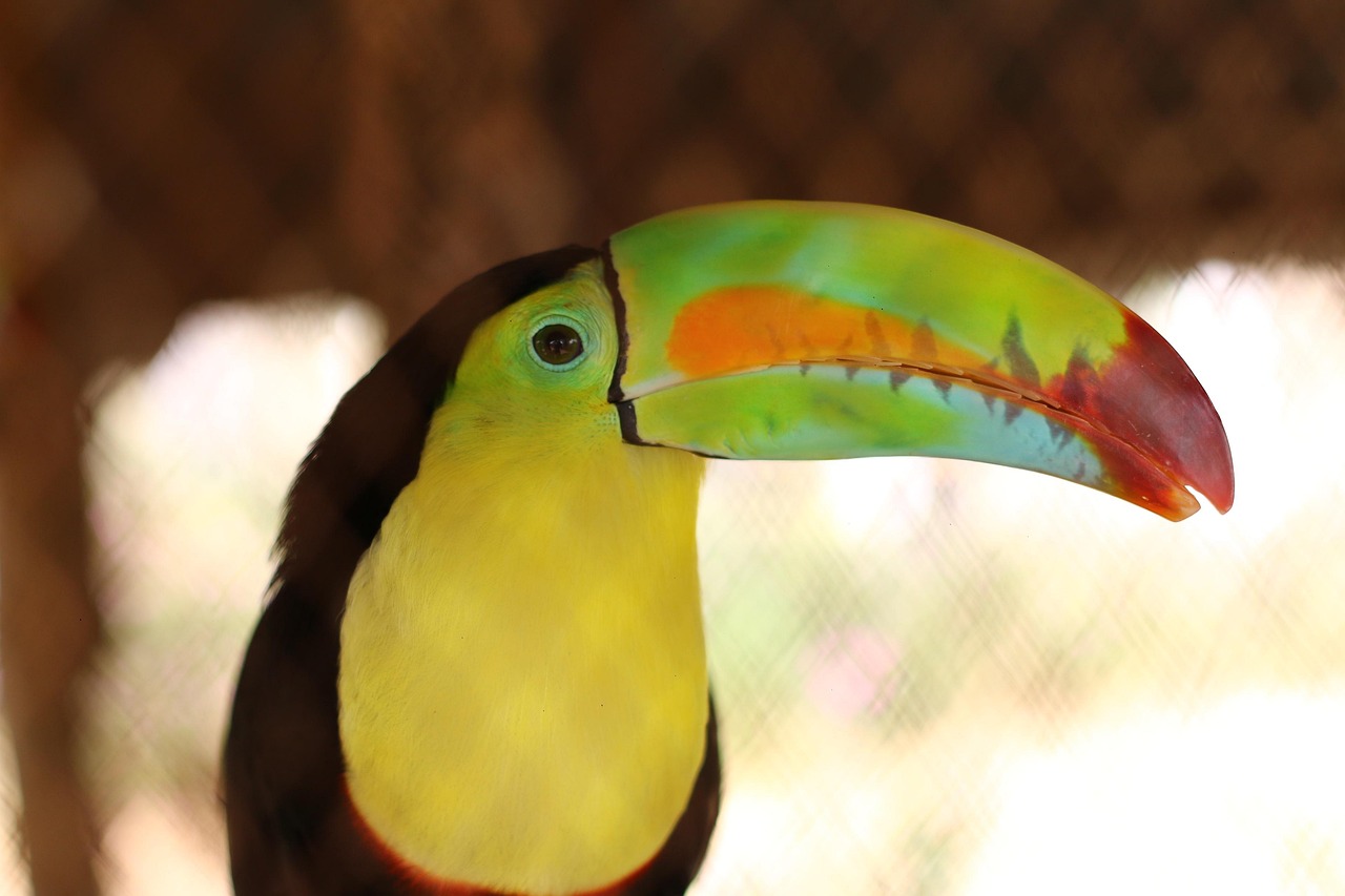 50+ Free Pajaro Momotus Momota & Pajaro Images - Pixabay