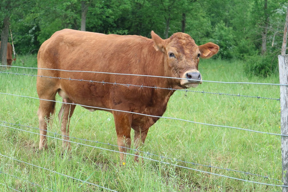 Cow Animal Green - Free photo on Pixabay - Pixabay