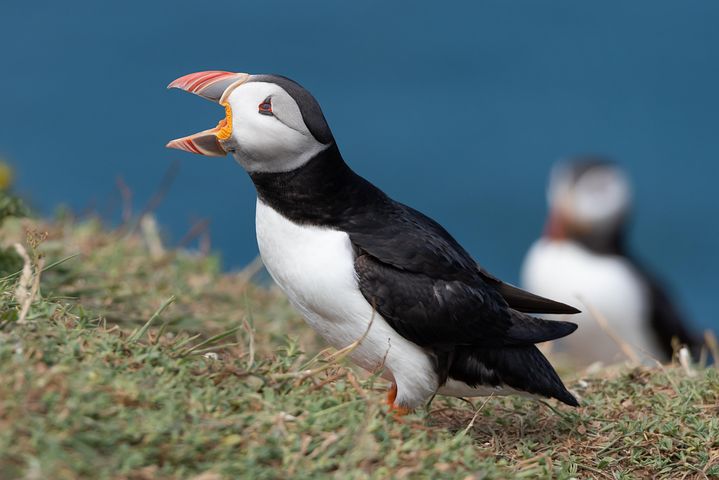 200+ Free Puffin & Bird Images - Pixabay