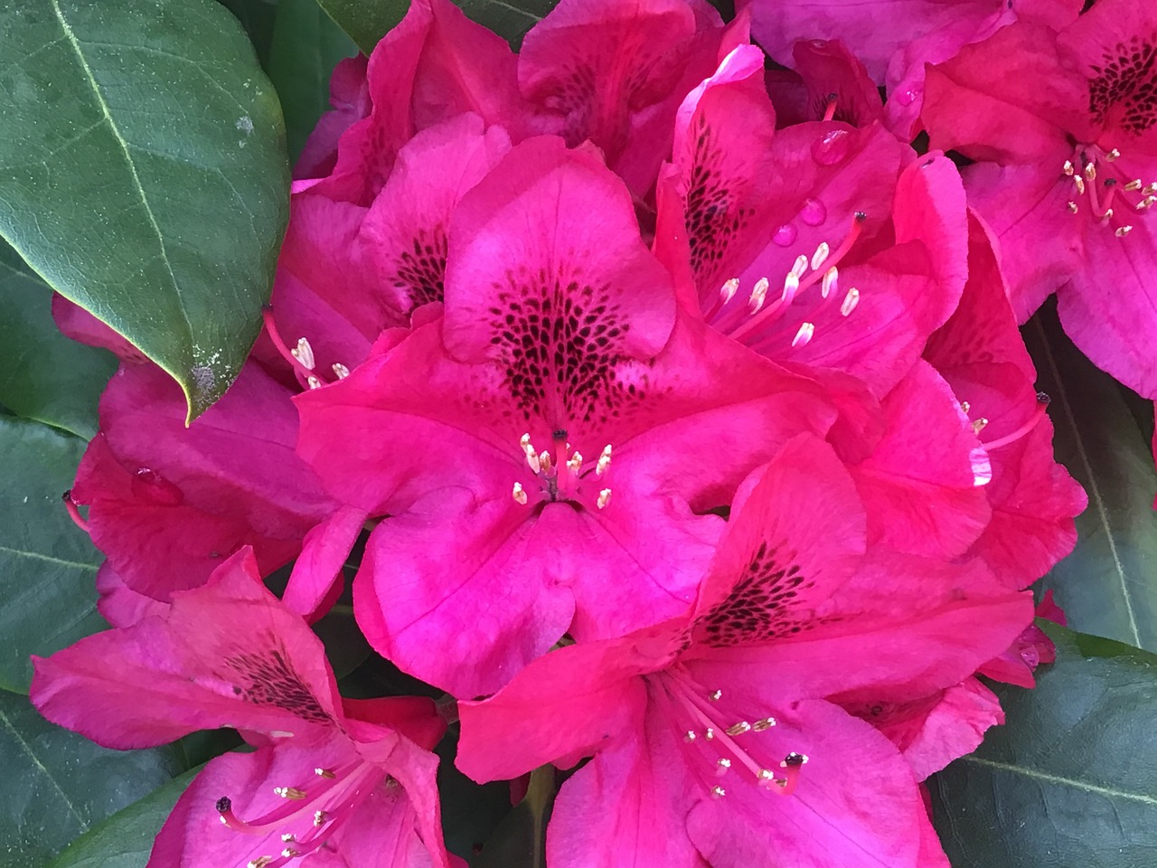 Flowers Pretty Nature - Free photo on Pixabay - Pixabay