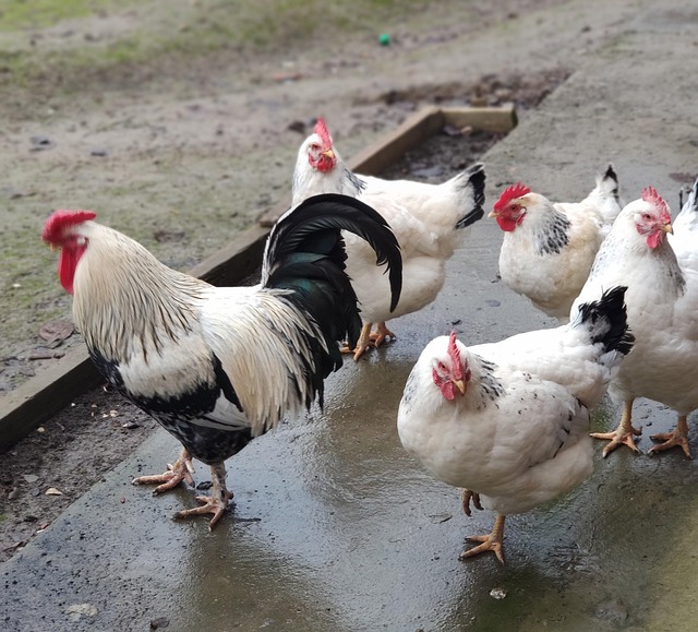 Chickens Village Rooster - Free photo on Pixabay - Pixabay