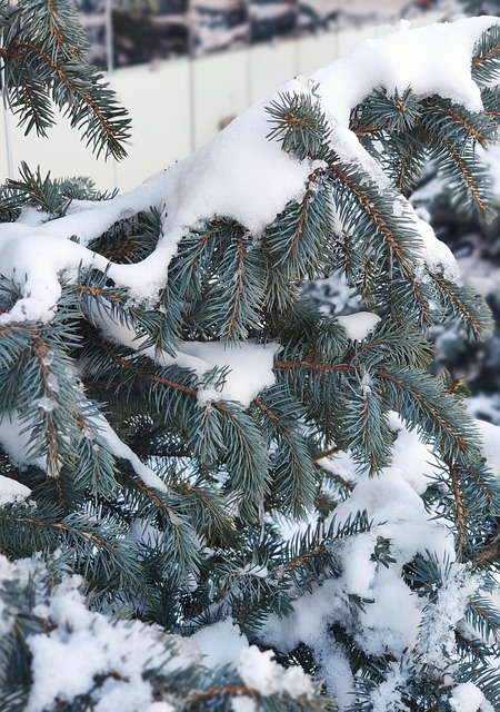 Winter Fichte Die Natur - Kostenloses Foto auf Pixabay - Pixabay
