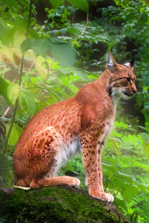Wildlife Lynx Predator - Free photo on Pixabay