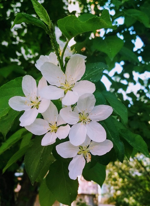 Green Flowers Nature - Free photo on Pixabay