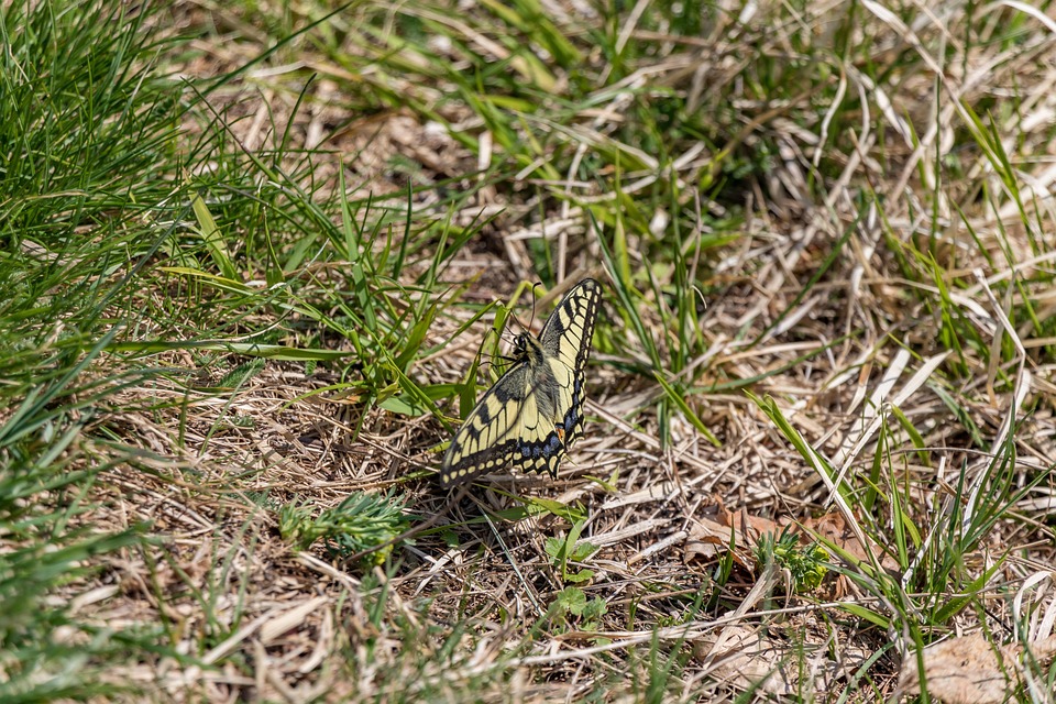 Papillon Queue D'Aronde Jaune Le - Photo gratuite sur Pixabay