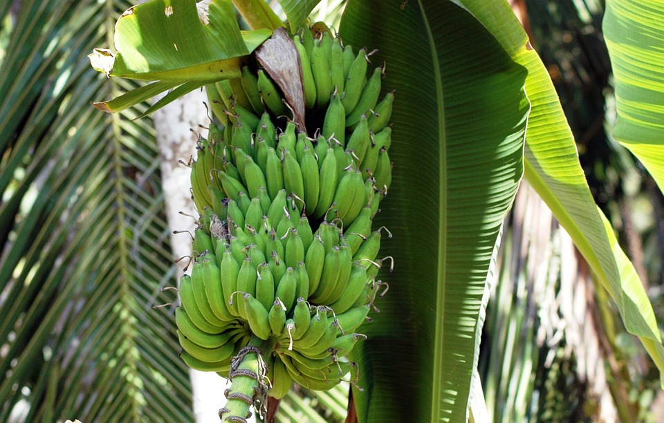 Indian Green Banana - Free photo on Pixabay