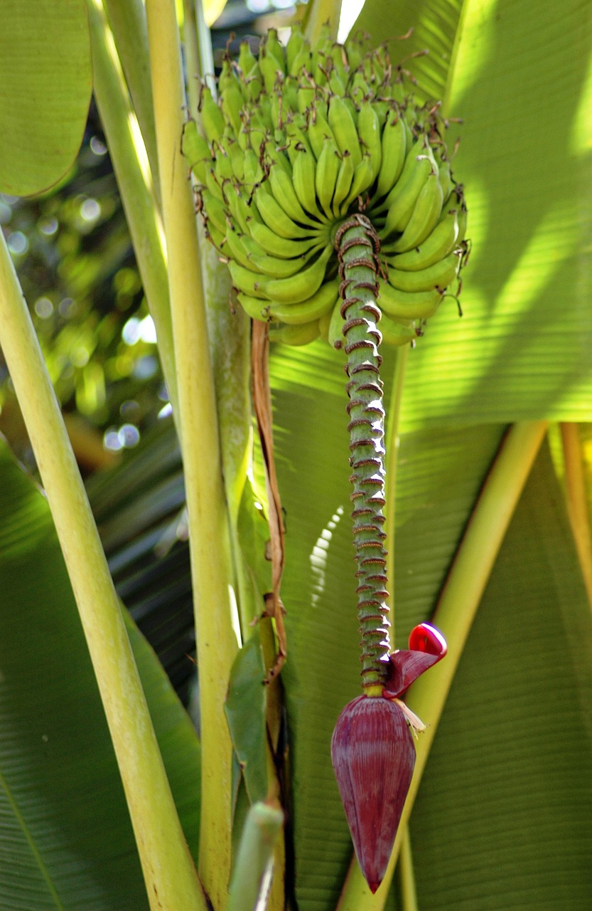 Indian Green Banana - Free photo on Pixabay