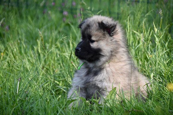 100+ Free Sable & Dog Images - Pixabay