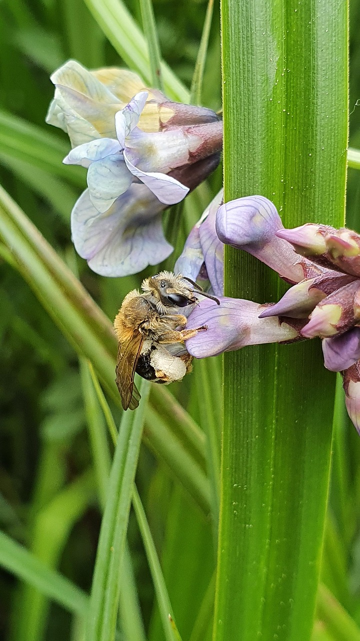 Wild Bee Blossom Bloom - Free photo on Pixabay